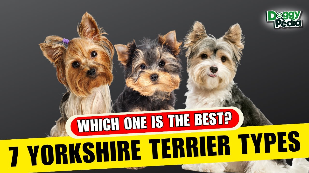 7 Different Types Of Yorkshire Terrier - YouTube