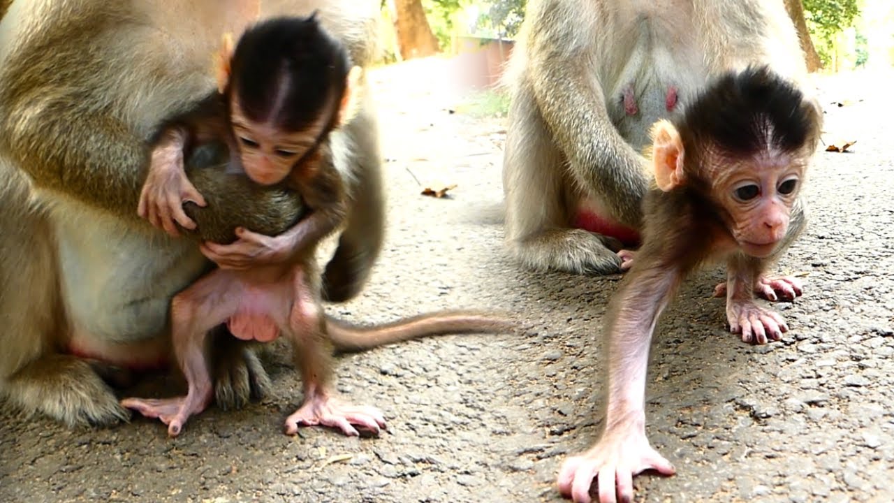 Full stress Of Mom Violet, Violet feel stressful for catching her baby ...