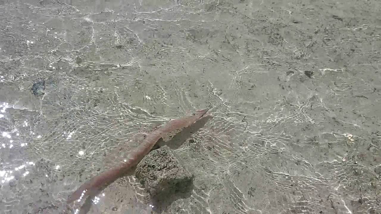 Mauritius beach, deadly sea snake sighting? - YouTube