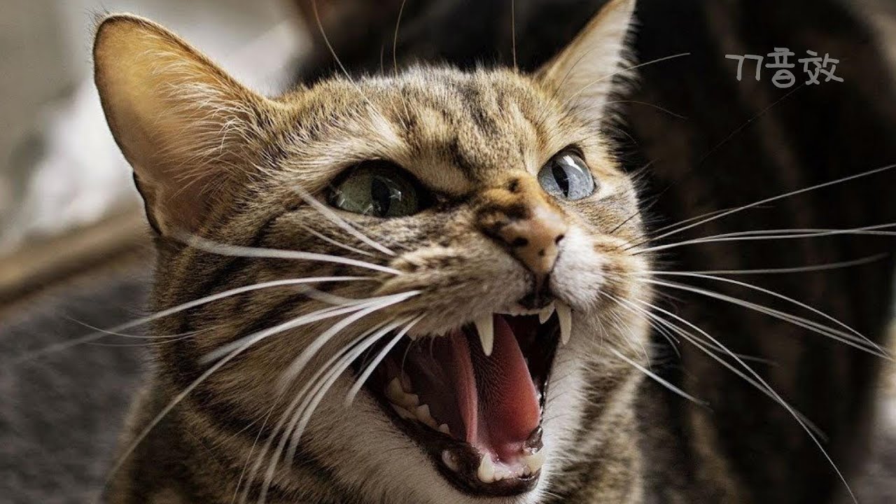 生氣貓叫聲 🐱貓叫聲 兇|77音效 Youtube
