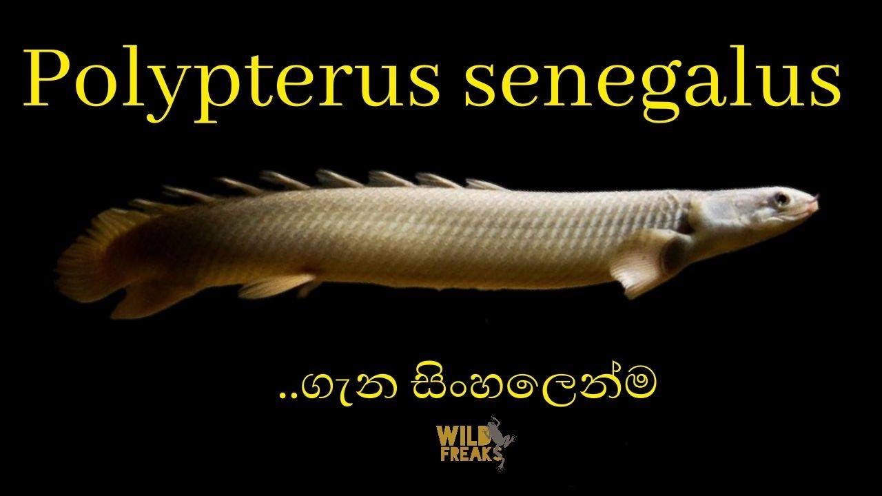 Polypterus senegalus (Senegal Bichir) basic information and care in ...