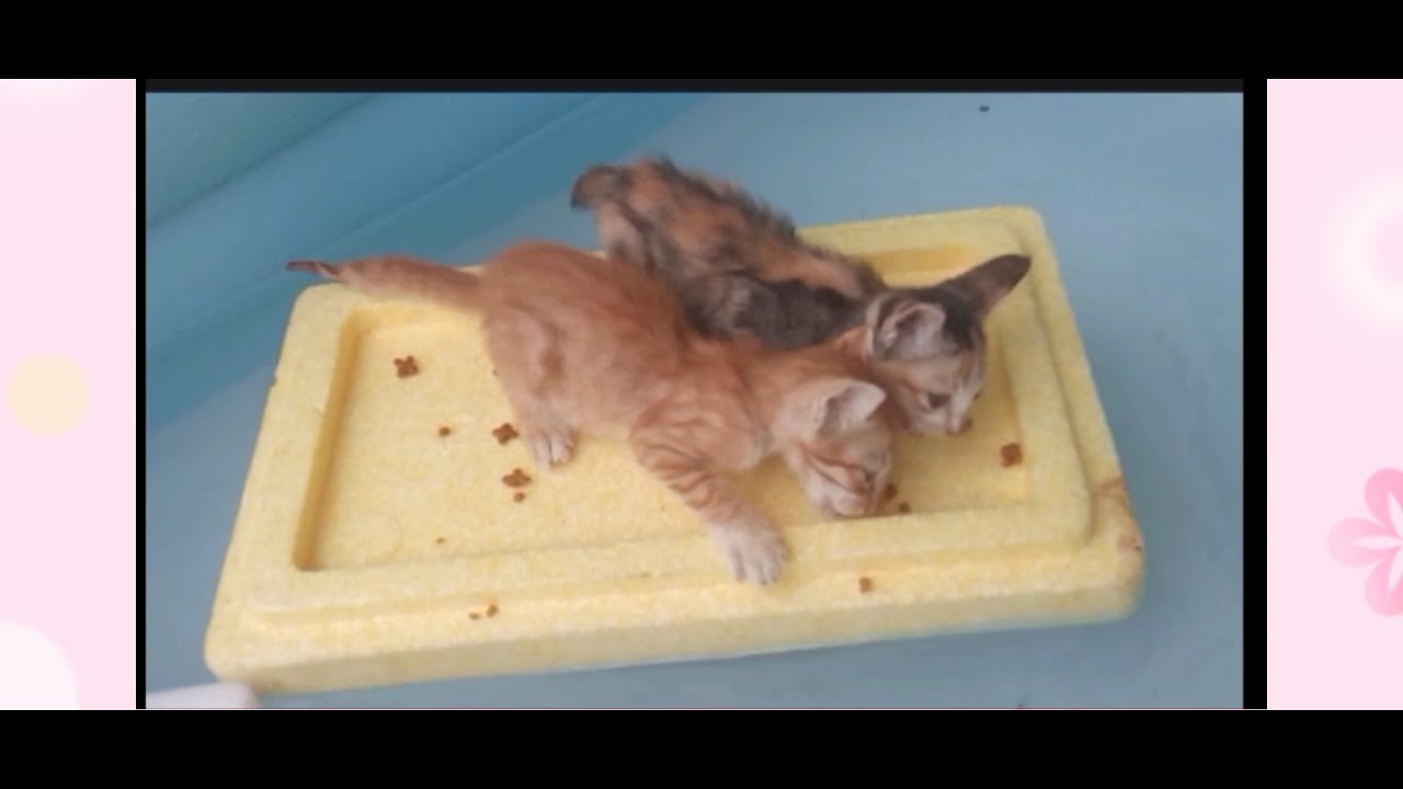 Floaties! Cute Kitten - Pool Eating Party Water Fun Foam Float Splash ...