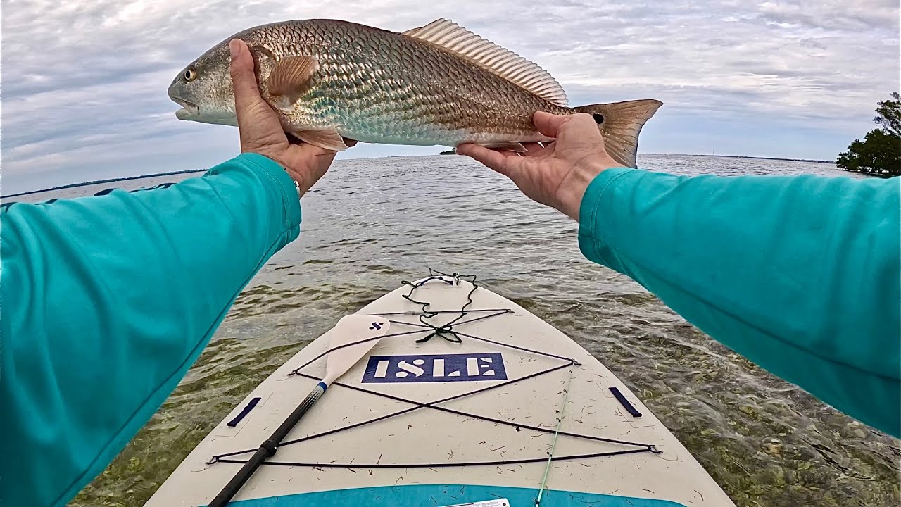 CATCH SLOT REDFISH USING CUT PINFISH!!! PADDLE BOARD FISHING!!! FLORIDA ...