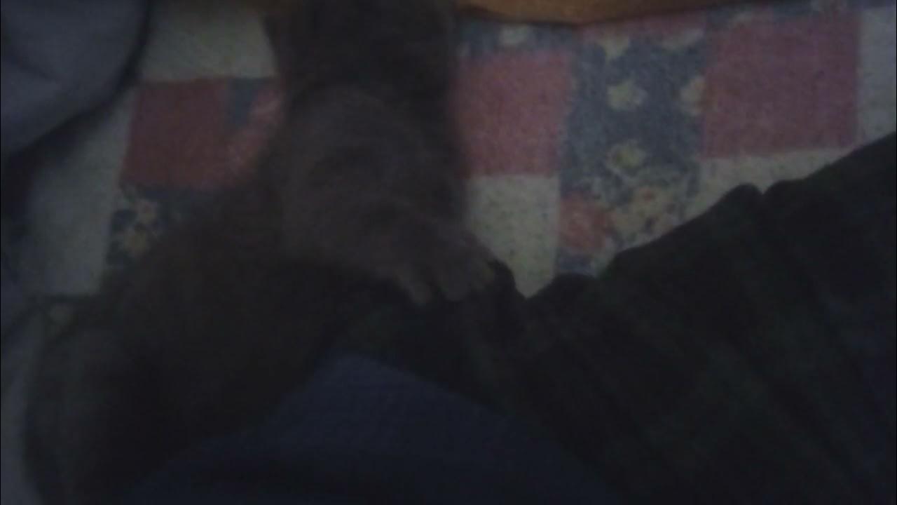 my cat really likes my hand - YouTube