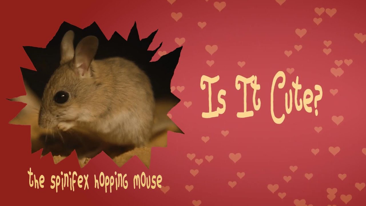 Are Hopping Mice cute? - YouTube