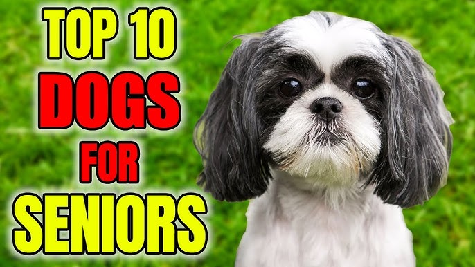 Havanese Dogs 101