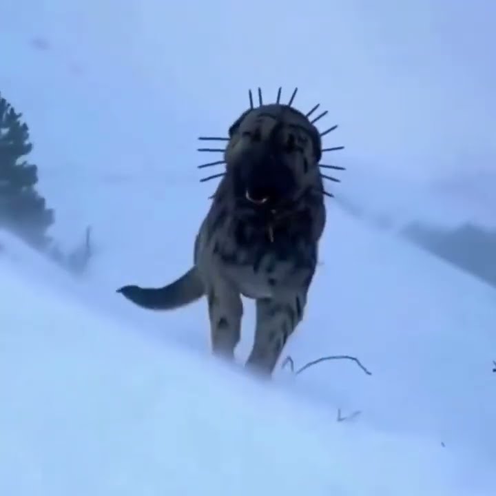 Spiked collars served as ancient armor for shield dogs from wolves ...