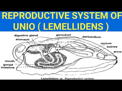 Reproductive System of Unio ( Lamellidens ) | Reproduction in Unio ...