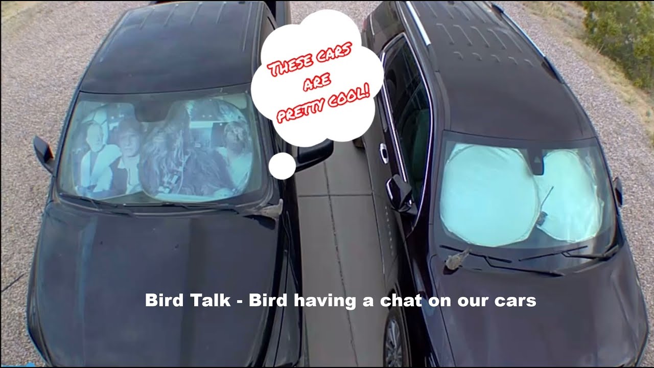 Bird Talk - Birds Getting a Little too Comfy - YouTube