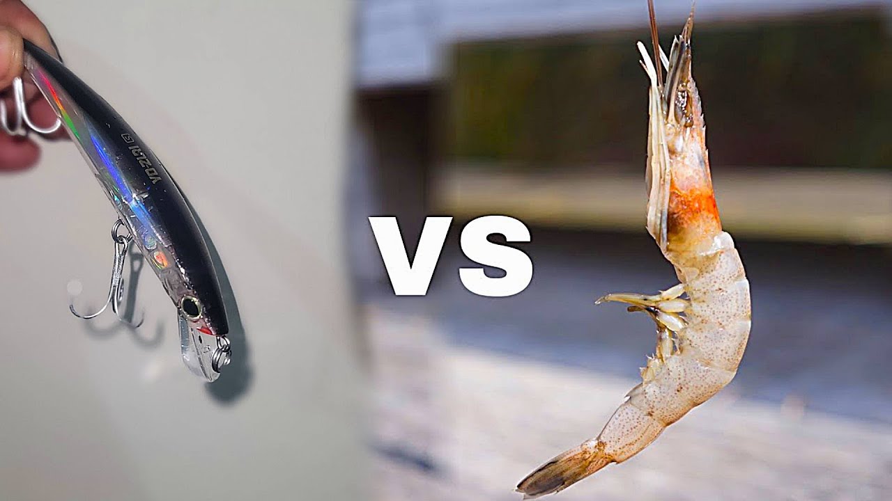 Bait vs Lures - What Catches Most Fish? - YouTube