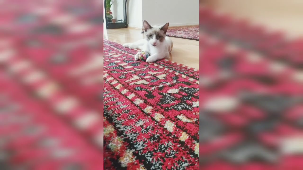 If My Cat A Dog YouTube if-my-cat-a-dog-youtube