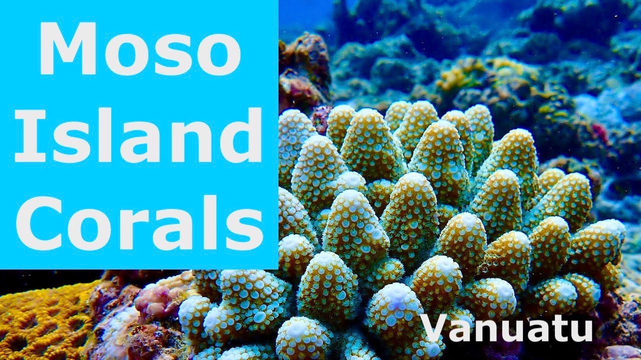 Moso Island, situated north of Efato (and Vila) in Vanuatu. Their coral ...
