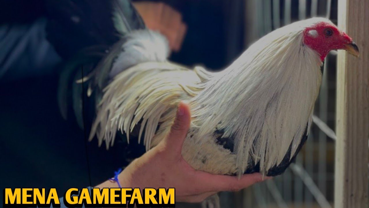 Grey McLean hatch Sweater - MENA FARM - YouTube