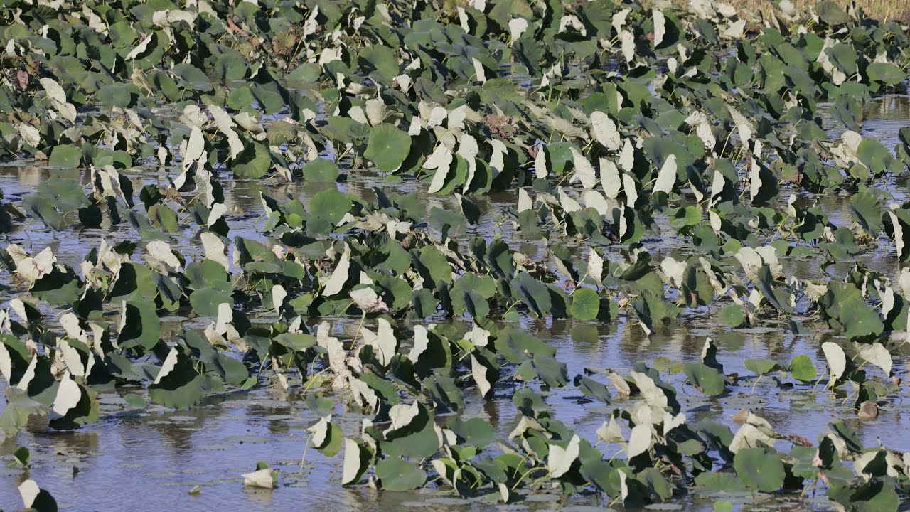 Cool Effect of Lotus Leaves Flipping in the Wind | Junam Reservoir ...