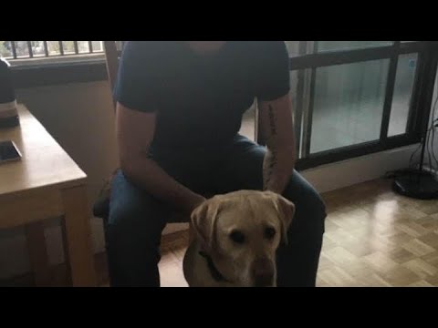 My Guide Dog Took Me To The Vet - YouTube
