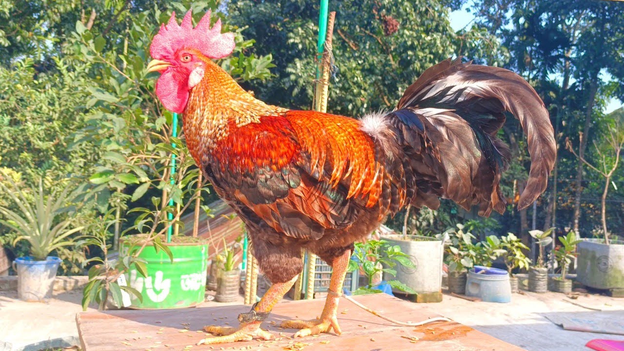 Rooster Crowing Compilation Plus | 20 Rooster crowing sounds Effect ...
