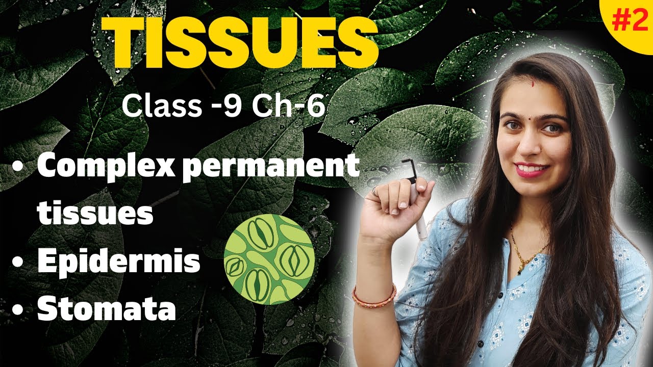 🌱 Complex Permanent Tissues, Epidermis and Stomata | Tissue - Class 9 ...
