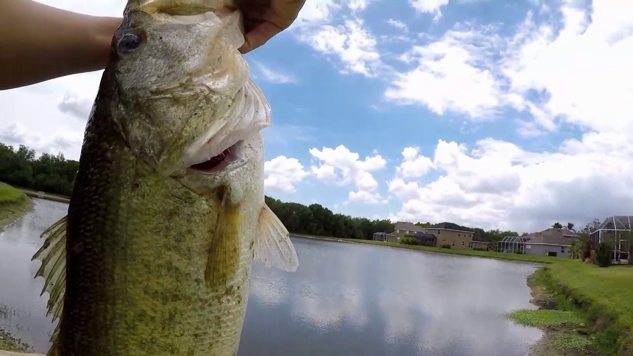 big bass on big baits - YouTube