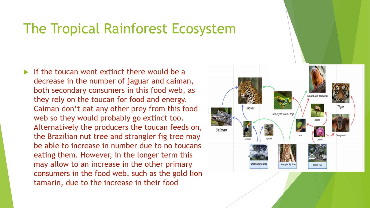 3 The tropical rainforest ecosystem - YouTube