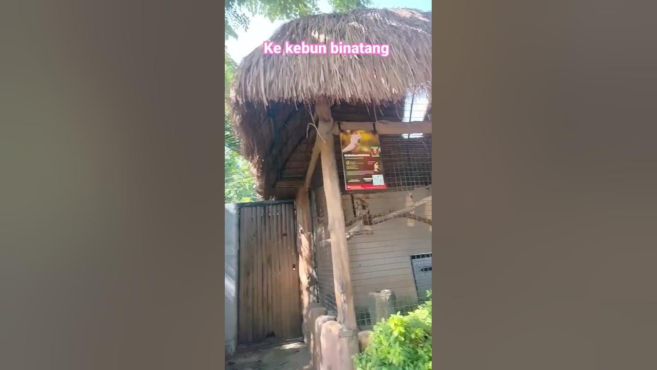 wa2 jerapah jir - YouTube