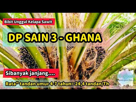 Bibit Unggul Kelapa Sawit \