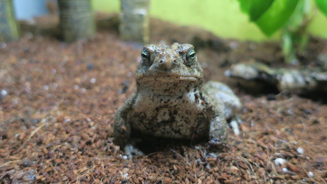 January Frog Room Tour! - YouTube