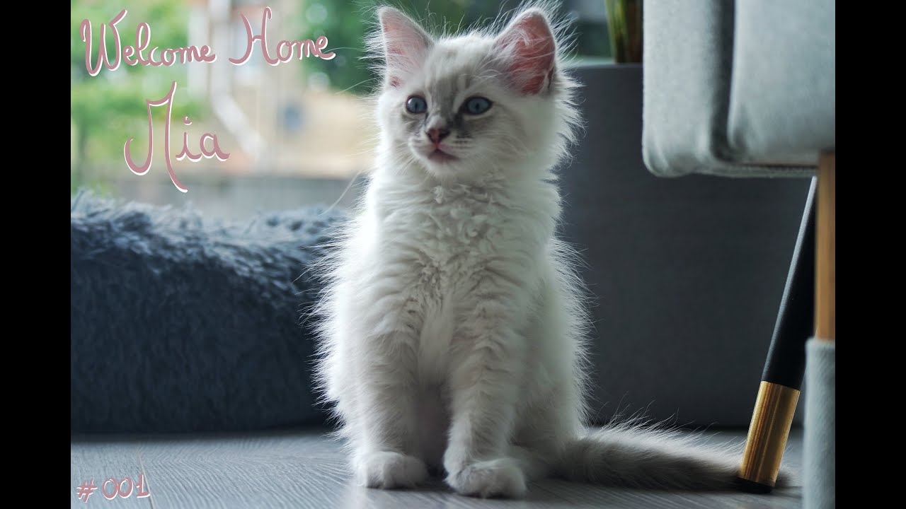 Welcome Home Mia #001 - YouTube