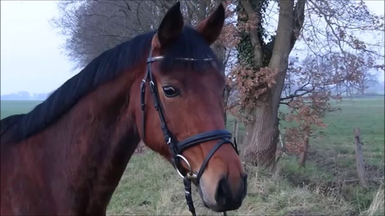 www.stall-rode.de - YouTube