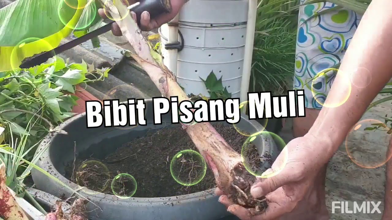 Menanam Pisang Muli di Tabulampot - YouTube