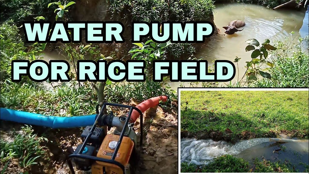 PAANO MAGLAGAY NG TUBIG SA PALAYAN GAMET ANG WATER PUMP - YouTube