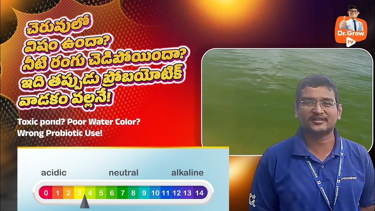 Toxic pond? Poor Water Color?Wrong Probiotic Use! - YouTube