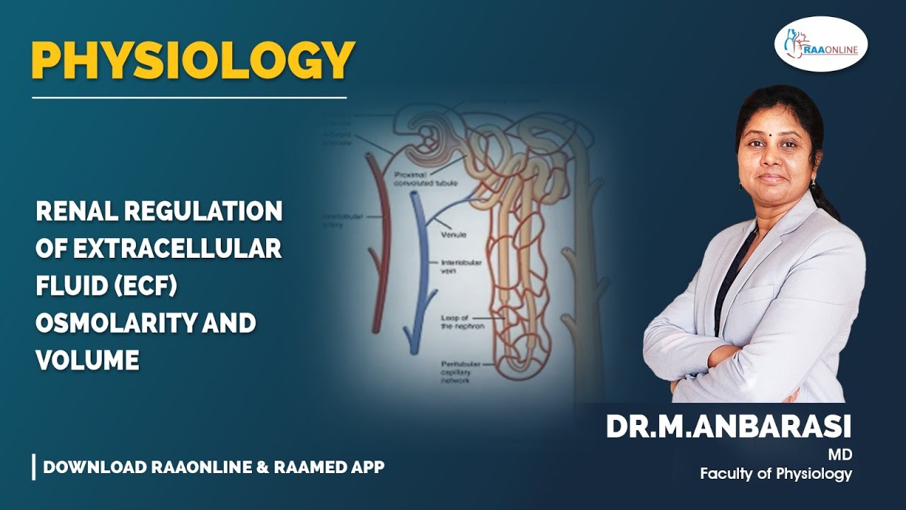 Physiology | Renal regulation of extra cellular fluid ECF osmolarity ...