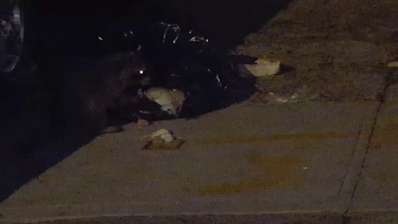 RACOONS VS RATS IN THE BRONX - YouTube