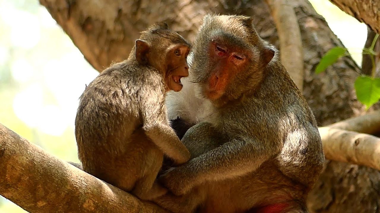 Oh,,, Jazzy monkey needs warmly from when mother f+eeding milk Jonna ...