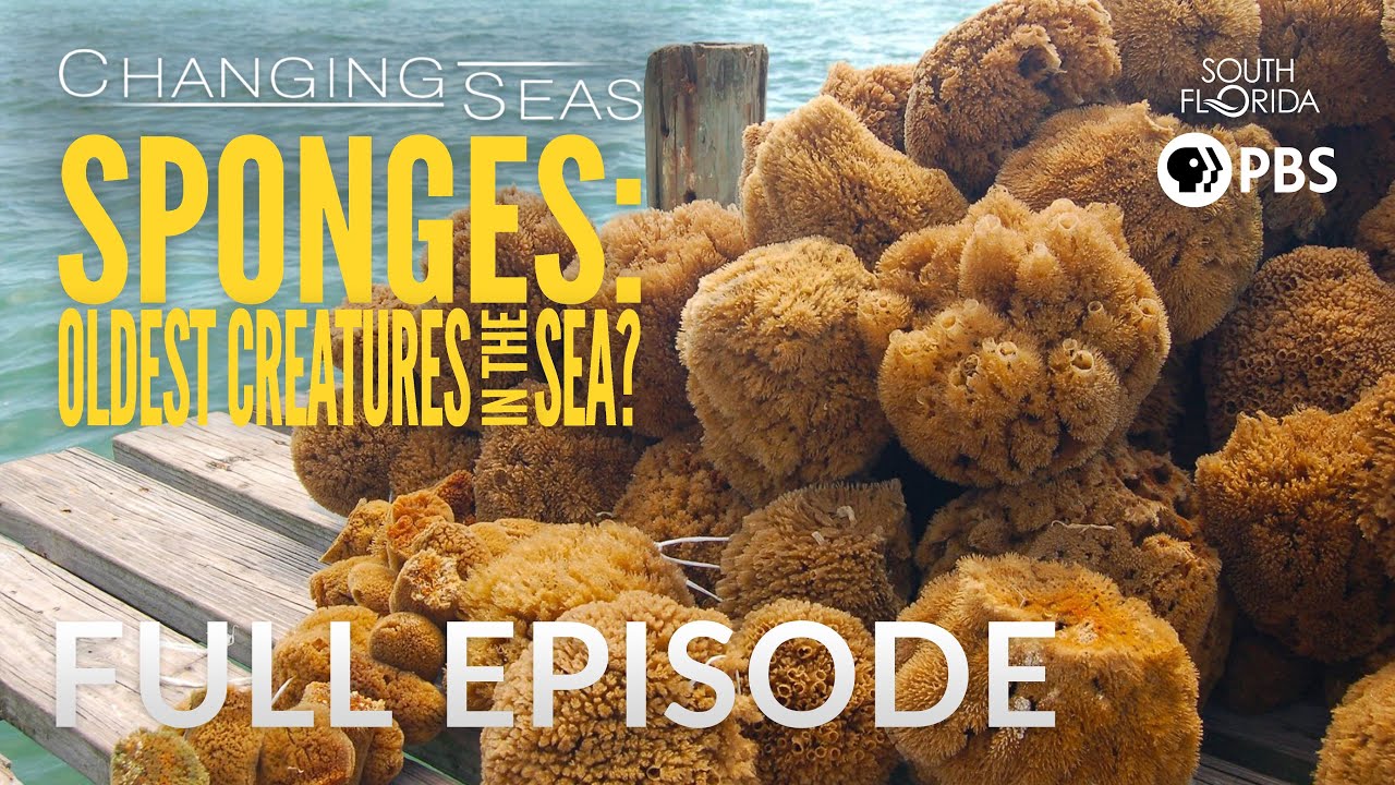 Sponges: Oldest Creatures in the Sea? - Full Episode - YouTube