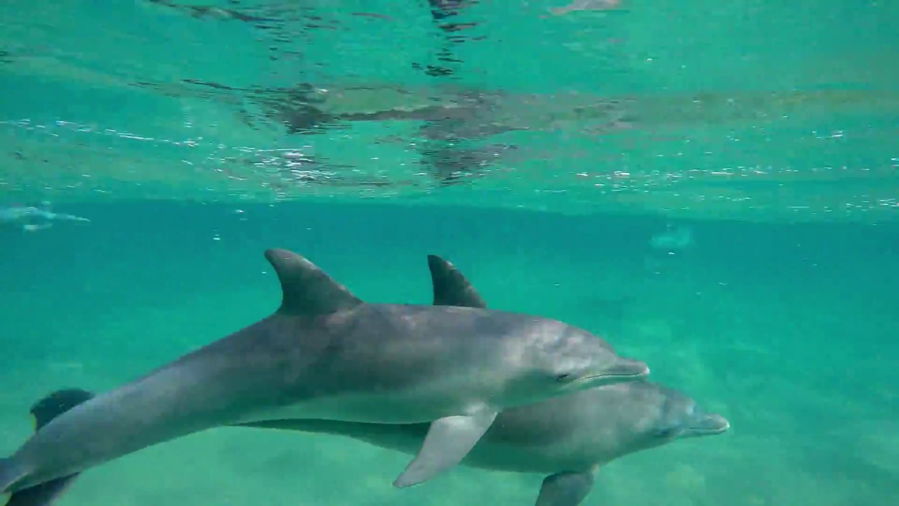 Dolphin Slipstream - YouTube