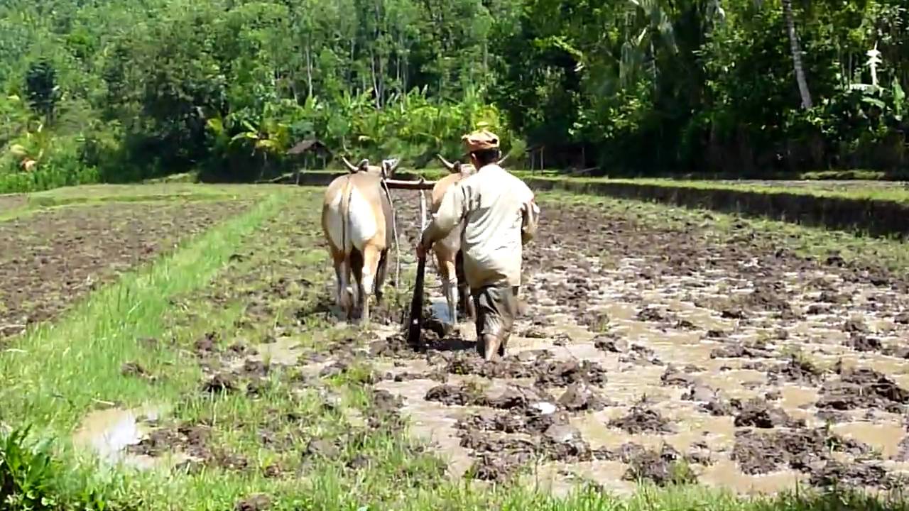 Cow plough paddy fields.MTS - YouTube