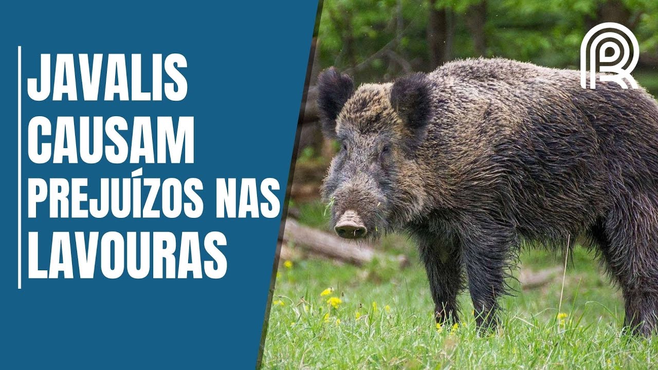Prejuízos causados por ataques de javali preocupam produtores do RS ...