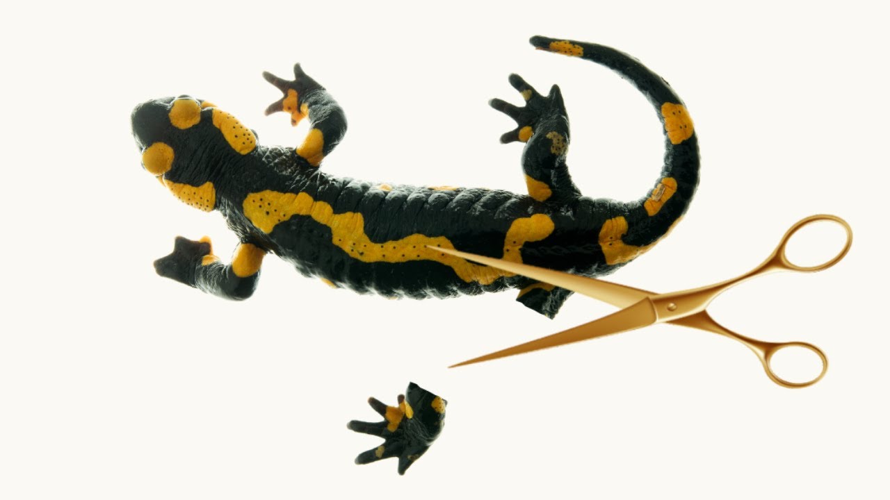 Here's How Salamanders Regrow Their Limbs After Amputation - YouTube