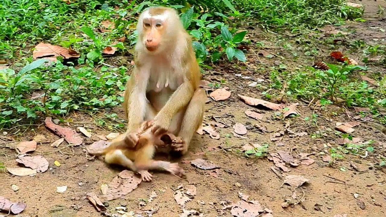Sadness clips, baby monkey Leo was disciplined by mommy monkey Libby ...