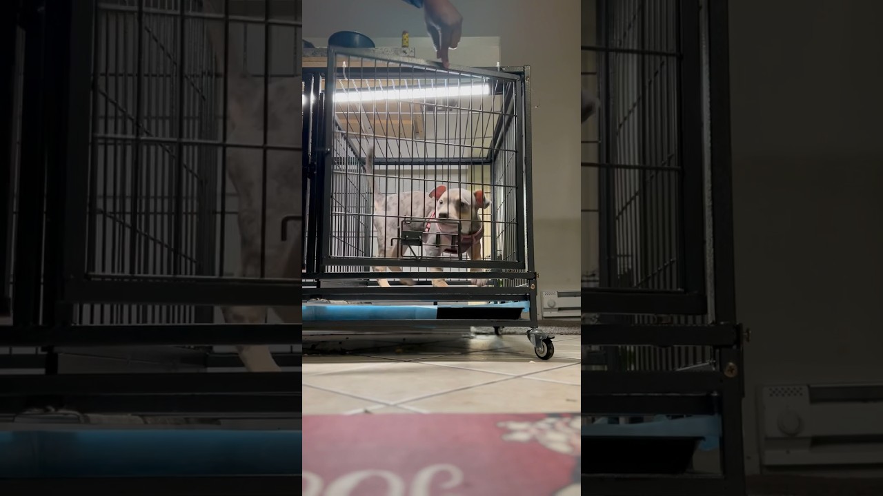 American Bully Training - YouTube