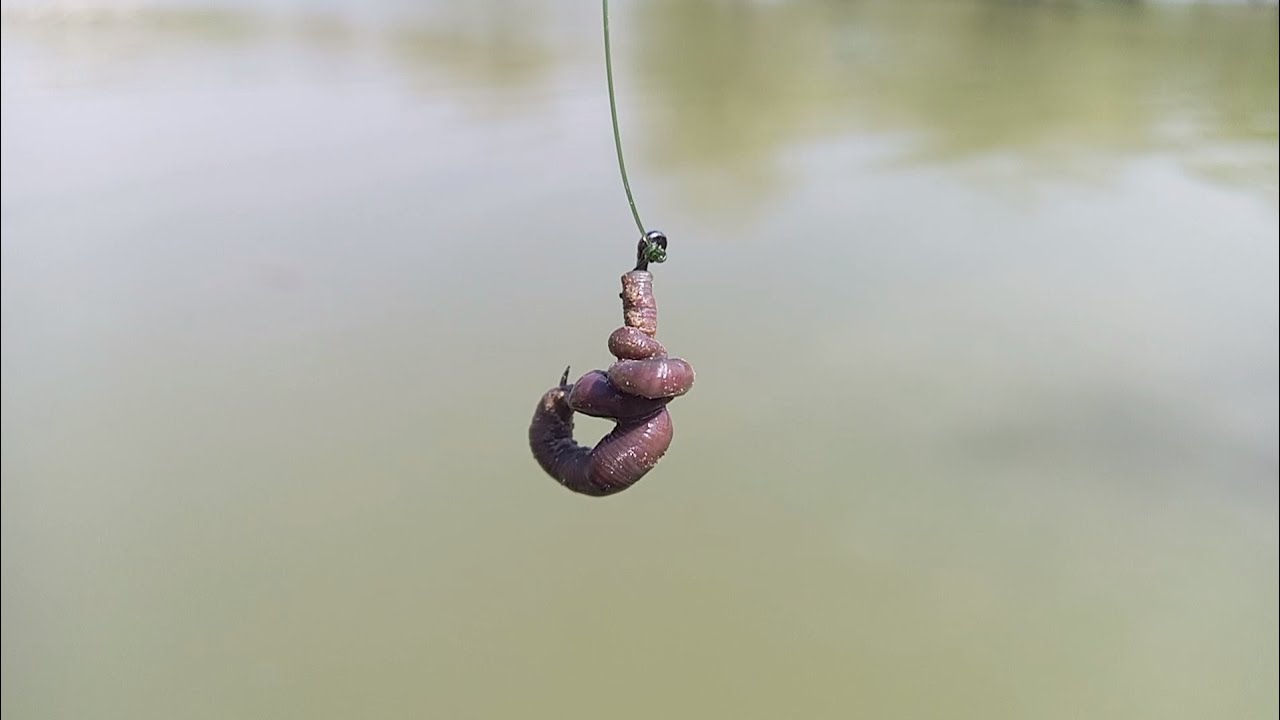 Best Bait Small And Big Size Snakehead Fish|| Small Snakehead Murrel ...