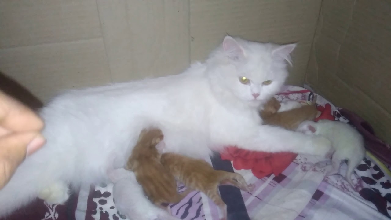persian cat newborn baby | newborn persian kittens | 1 day persian ...