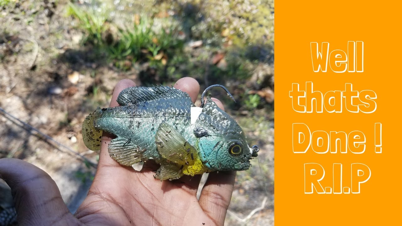 Big Bass Destroys Matt lures Ultimate Bluegill: Plus I caught a Pig ...