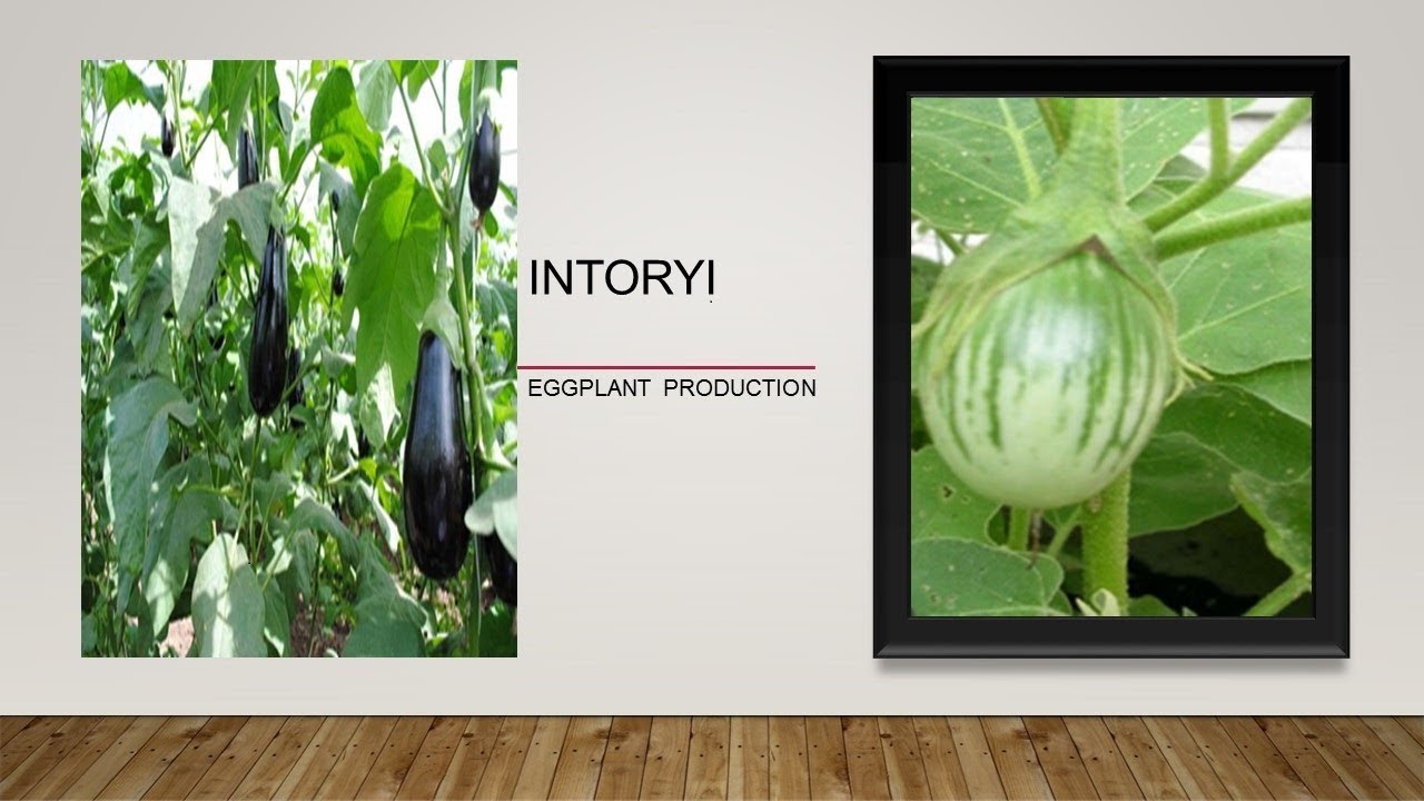 UBUHINZI BW’INTORYI / EGGPLANT PRODUCTION / PRODUCTION D'AUBERGINE ...