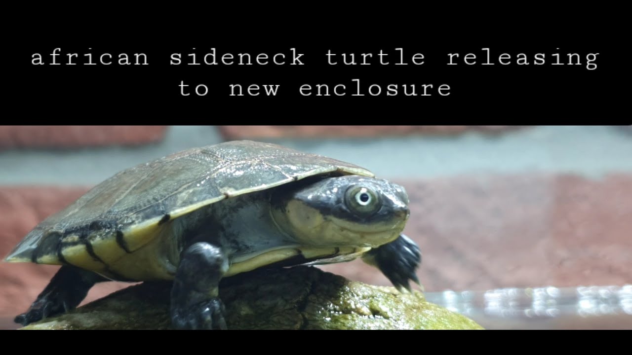 African sideneck turtle releasing to new enclosure ...