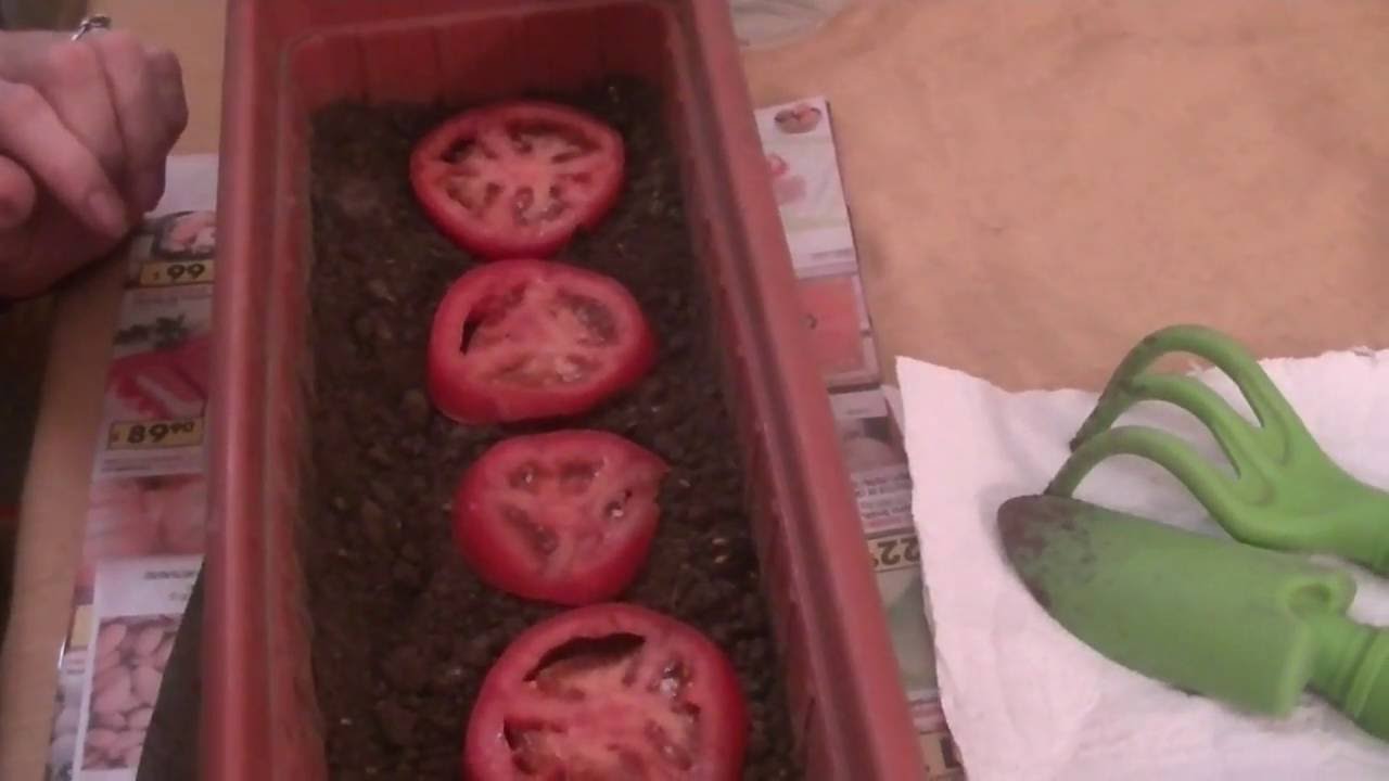 Como germinar semillas de tomate - YouTube