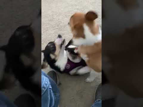 Corgi's Play Fight! - YouTube