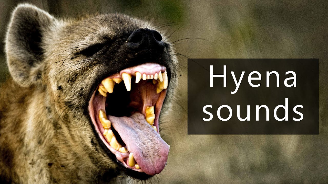 The sounds of hyenas - YouTube