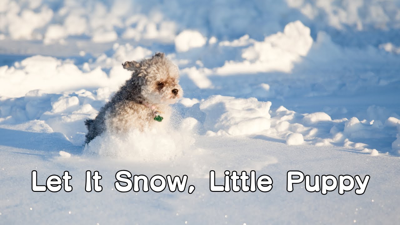 Let It Snow, Little Puppy【MV】 - YouTube